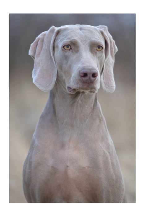 Brixie Silver Image :: SilverImage